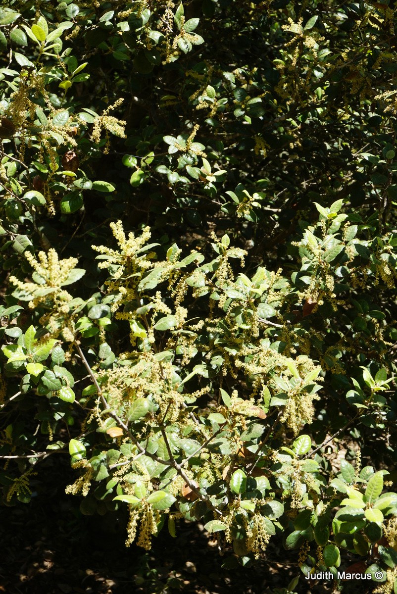 Quercus alnifolia - אלון זהוב, Golden Oak | The Jerusalem Botanical Gardens