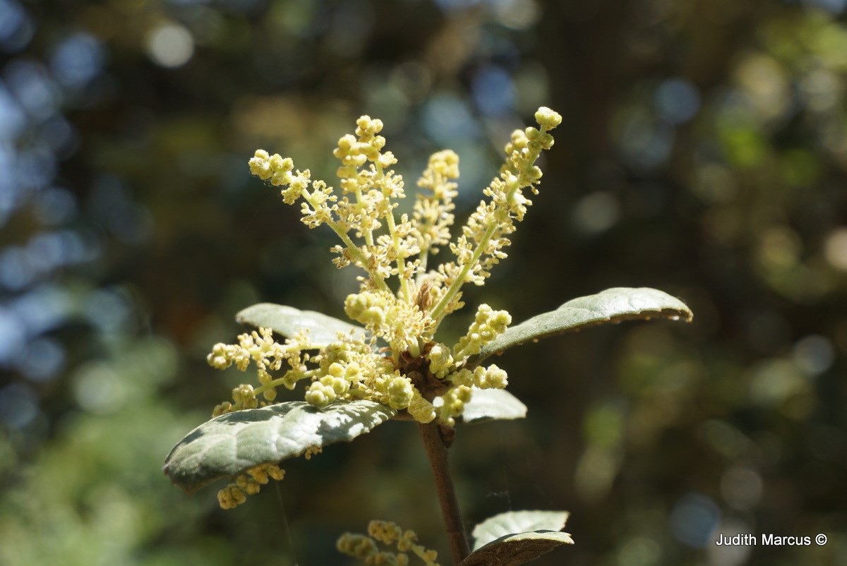 Quercus alnifolia - אלון זהוב, Golden Oak | The Jerusalem Botanical Gardens