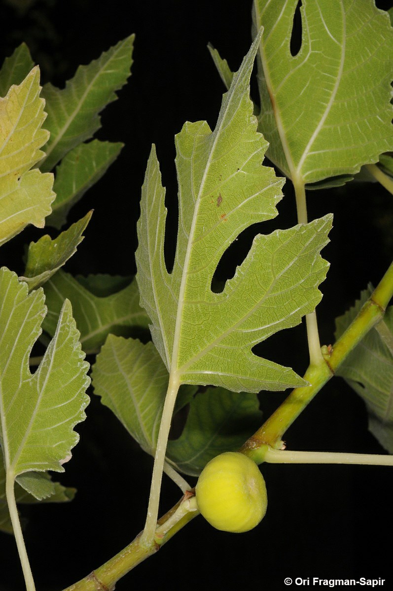 Ficus palmata - פיקוס בת-שקמה, False Sycomore Fig | The Jerusalem ...