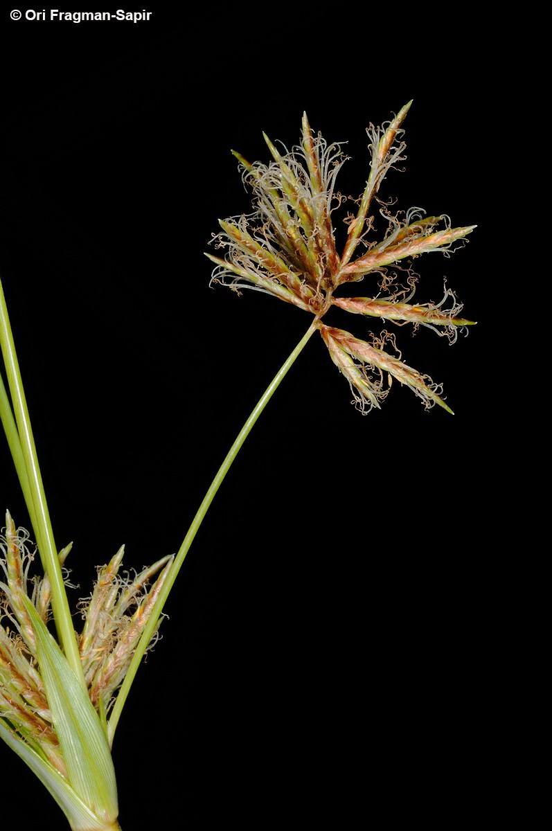 Cyperus corymbosus - גומא הירקון, Yarkon Nut-grass | The Jerusalem ...