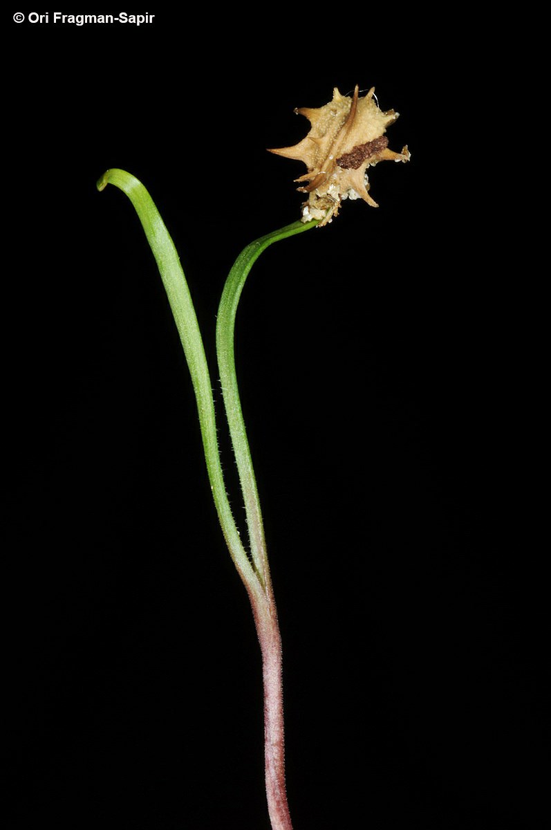 Lisaea strigosa - Strigose Lisaea, ליסיאה סורית, ליסיאה סורית | The ...