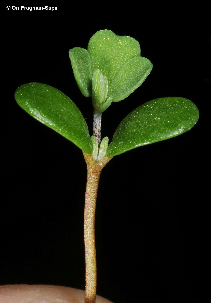Lisaea strigosa - Strigose Lisaea, ליסיאה סורית | The Jerusalem ...