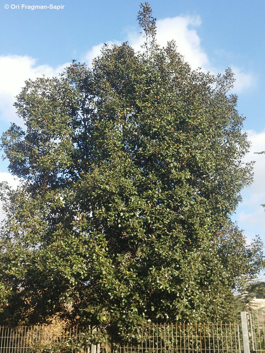 Quercus alnifolia - אלון זהוב, Golden Oak | The Jerusalem Botanical Gardens