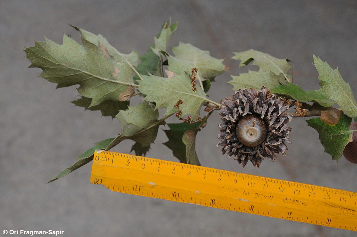 Quercus macrolepis - אלון גדול-קשקשים, Valonia Oak | The Jerusalem ...