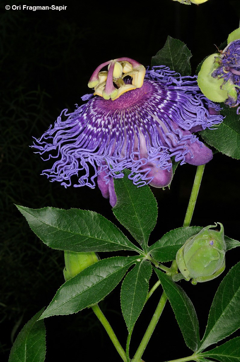 Passiflora cincinnata - שעונית מסולסלת, שעונית מסולסלת | The Jerusalem ...