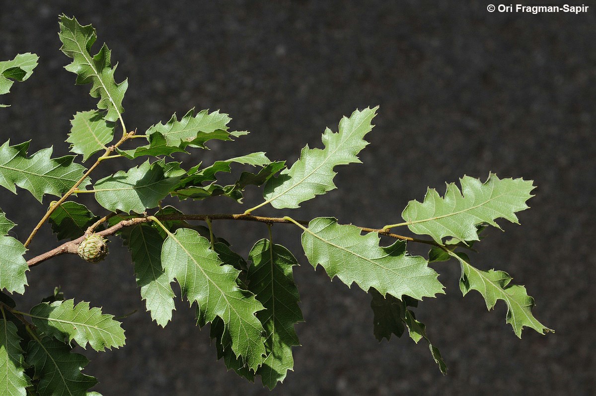 Quercus libani - אלון הלבנון, Lebanon Oak | The Jerusalem Botanical Gardens