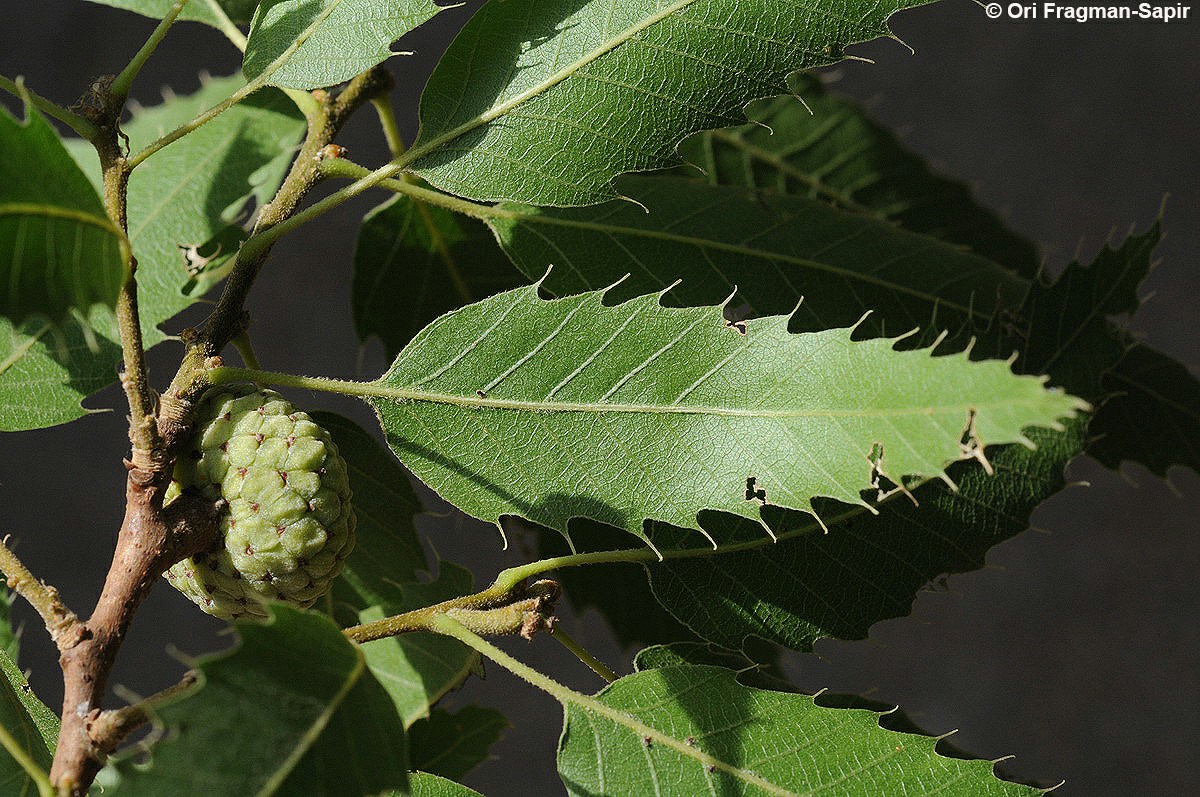 Quercus libani - אלון הלבנון, Lebanon Oak | The Jerusalem Botanical Gardens