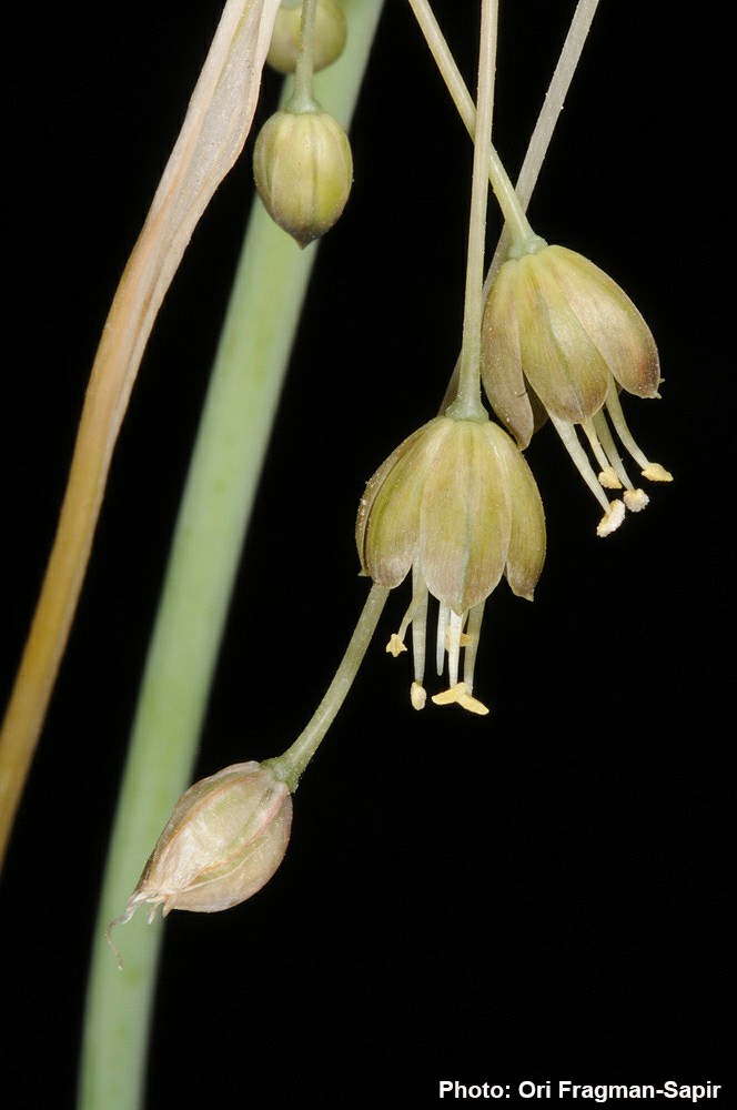 Allium albotunicatum - White-tunicated Garlic, שום לבן-קליפות, שום לבן ...