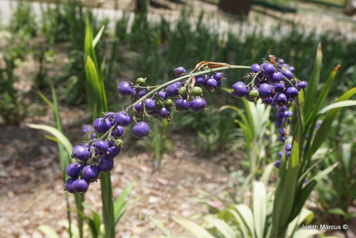 Dianella caerulea var. assera - Blue Flax-lily, Blueberry lily, Paroo ...