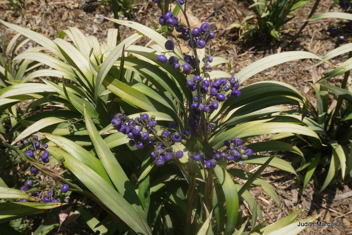 Dianella caerulea var. assera - Blue Flax-lily, Blueberry lily, Paroo ...