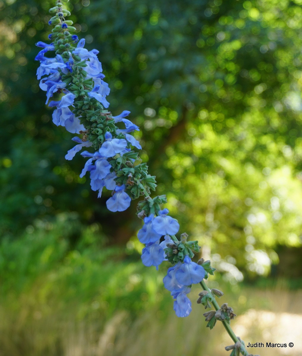 Salvia azurea - Big Blue Sage, Azure Sage, Giant Blue Sage, Blue Sage ...