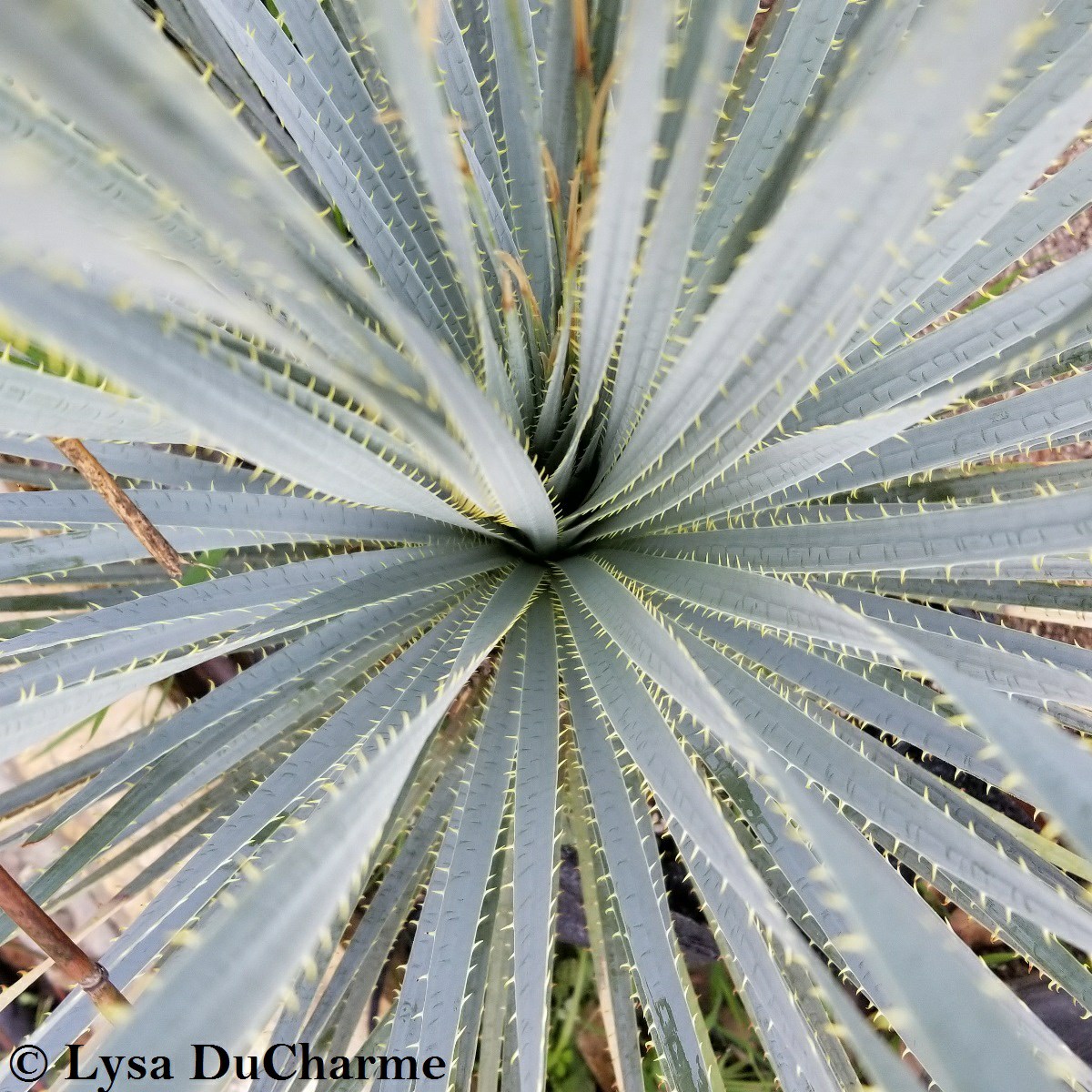 Dasylirion wheeleri - ציצנית וילר, Desert Spoon, ציצנית וילר, Desert ...