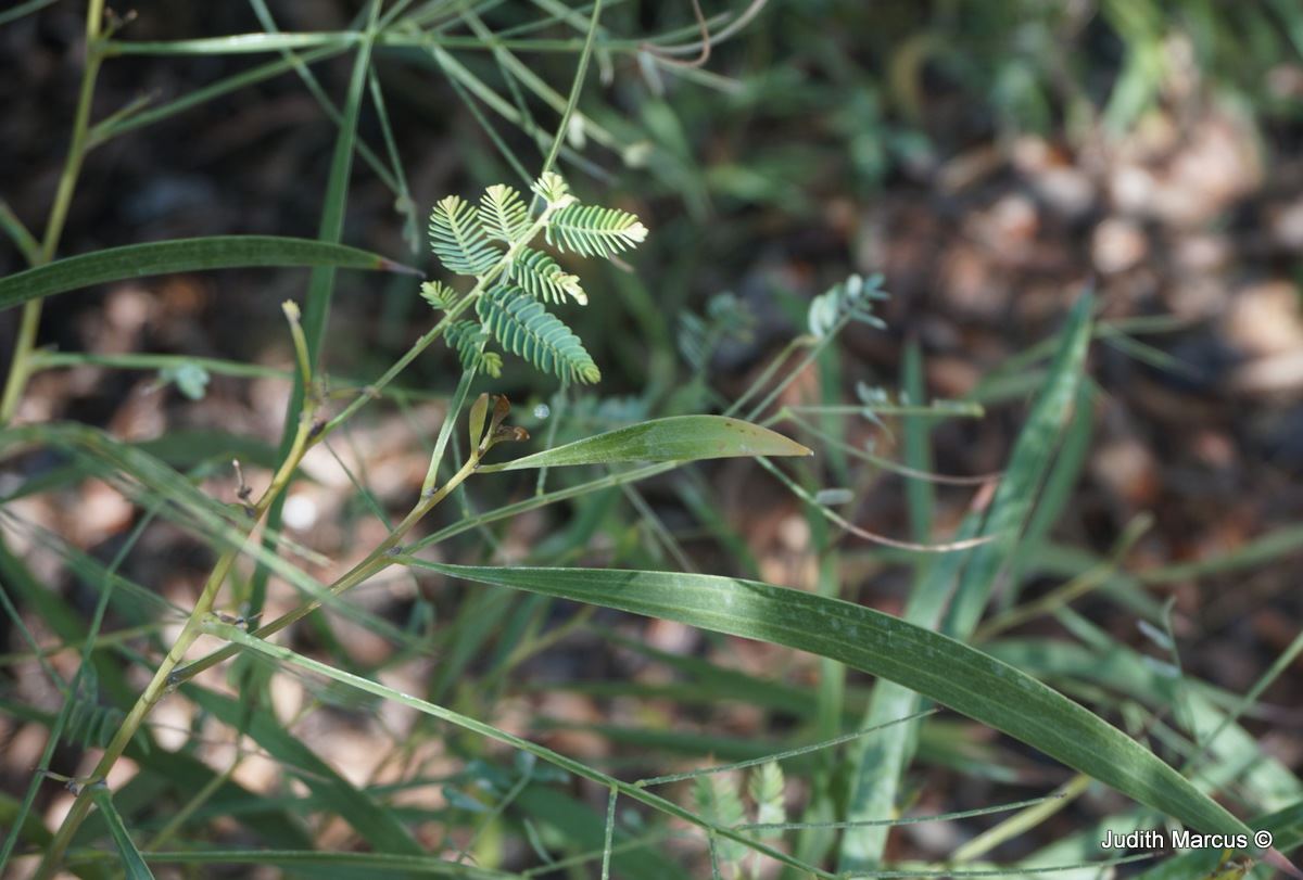 Acacia pendula - Weeping Myall, Boree, שיטה משתלשלת, שיטה משתלשלת, שיטה ...