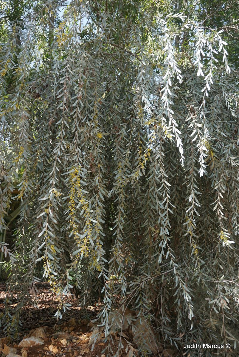 Acacia pendula - Weeping Myall, Boree, שיטה משתלשלת, שיטה משתלשלת, שיטה ...