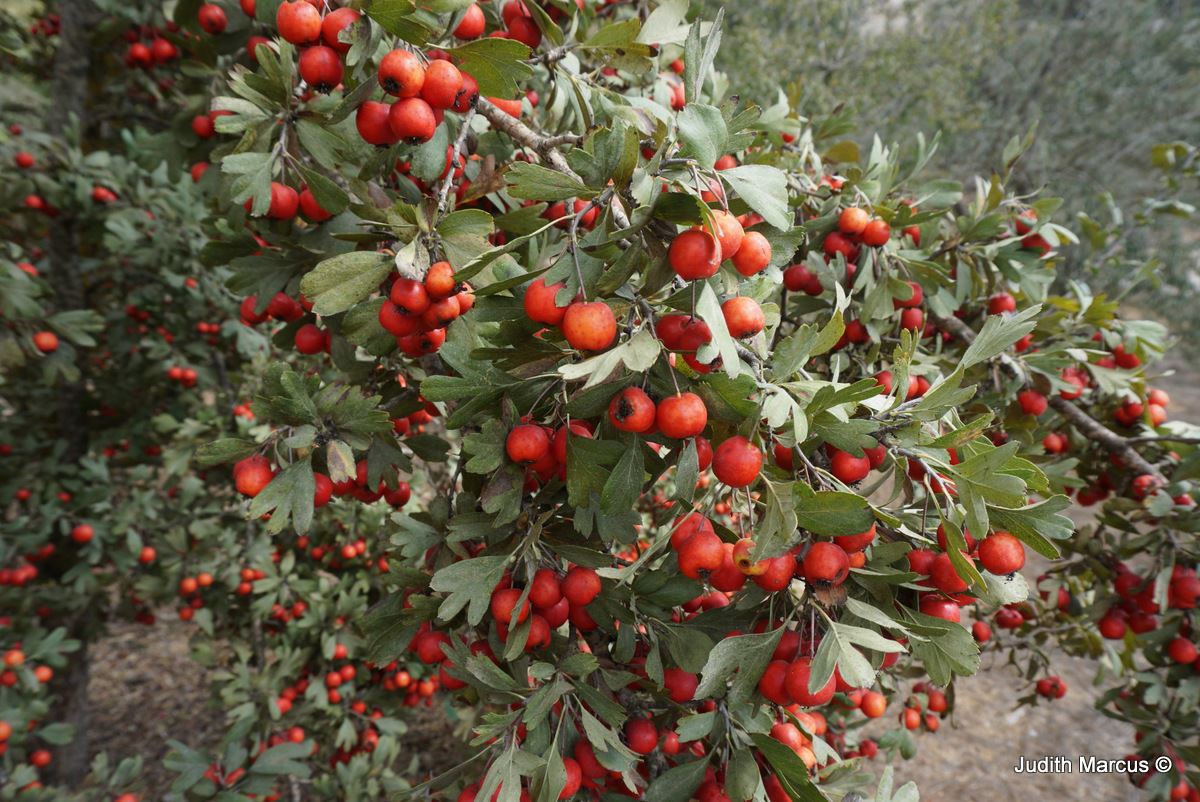 Crataegus azarolus - עוזרר אדום, עוזרד אדום, Red Azarole Hawthorn ...
