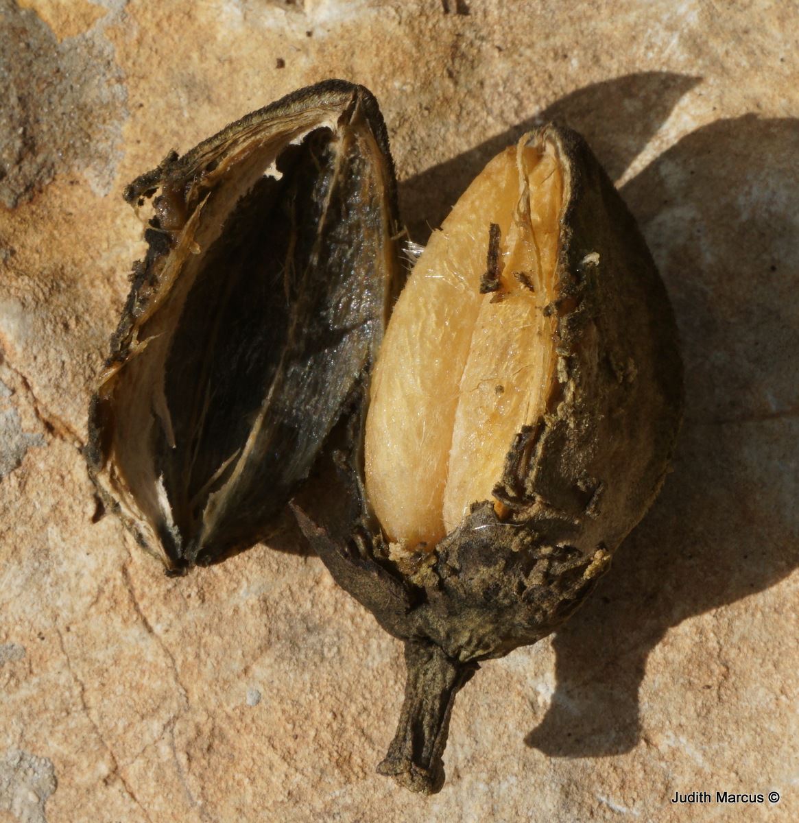 Lagunaria patersonia - לגונריית פטרסון, Northfolk Island Hybiscus, Cow ...