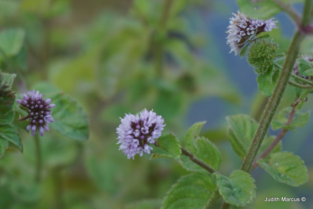Mentha aquatica - Water Mint, Wild Mint, Marsh Mint, Brook Mint, נענע ...