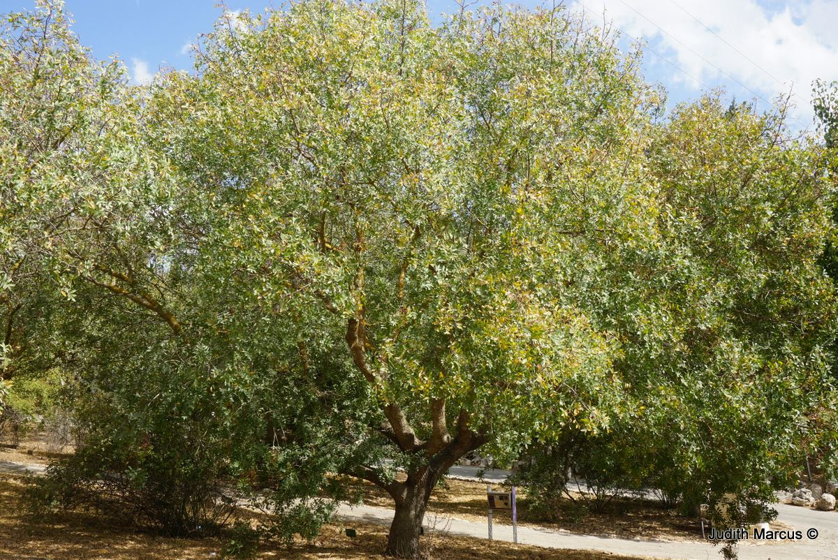 Pistacia atlantica - אלה אטלנטית, Mount Atlas Pistache | The Jerusalem ...