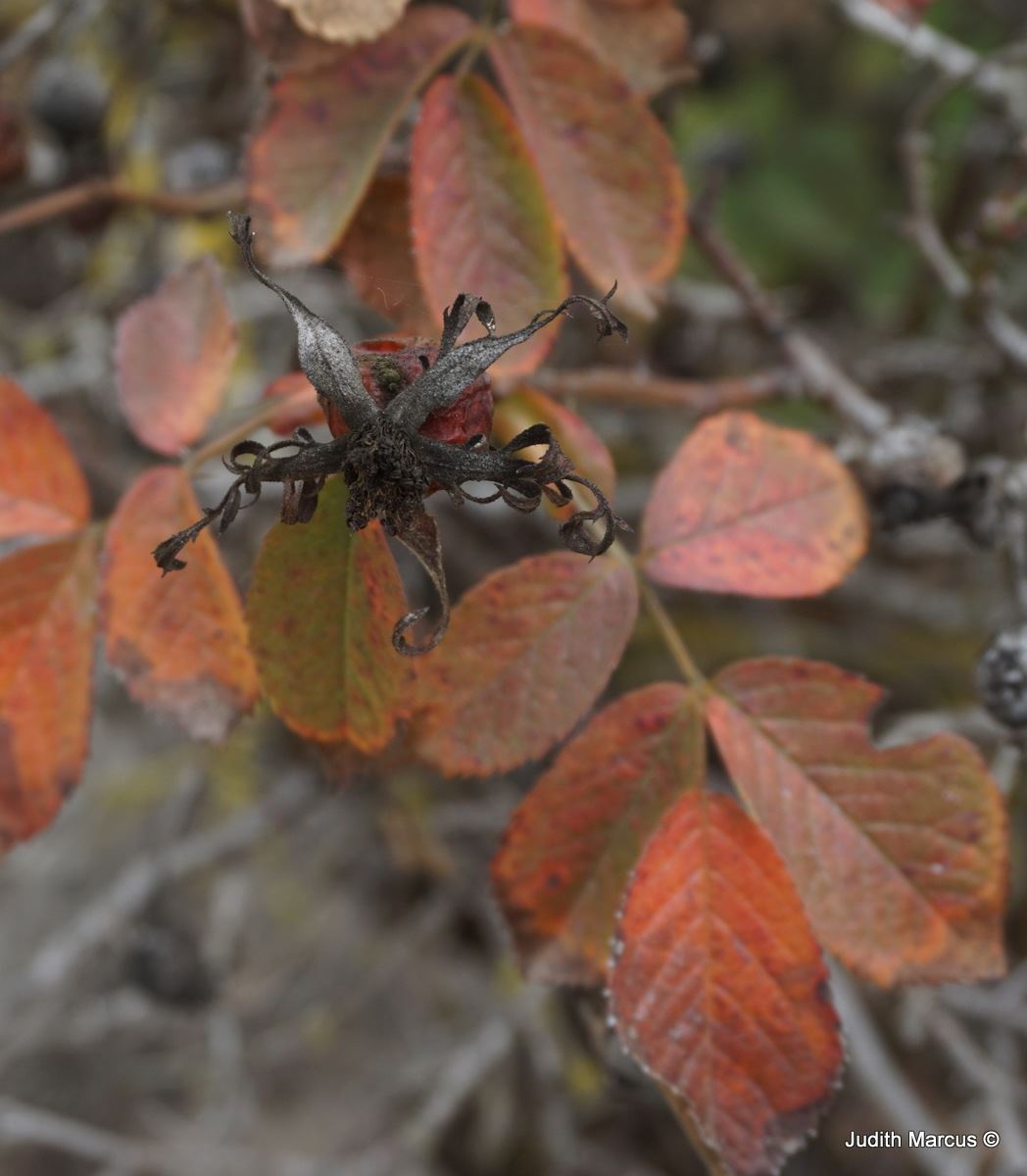 Rosa kurdistana - ורד כורדי, Kurdistan Rose, ורד כורדי, ורד קורדי | The ...