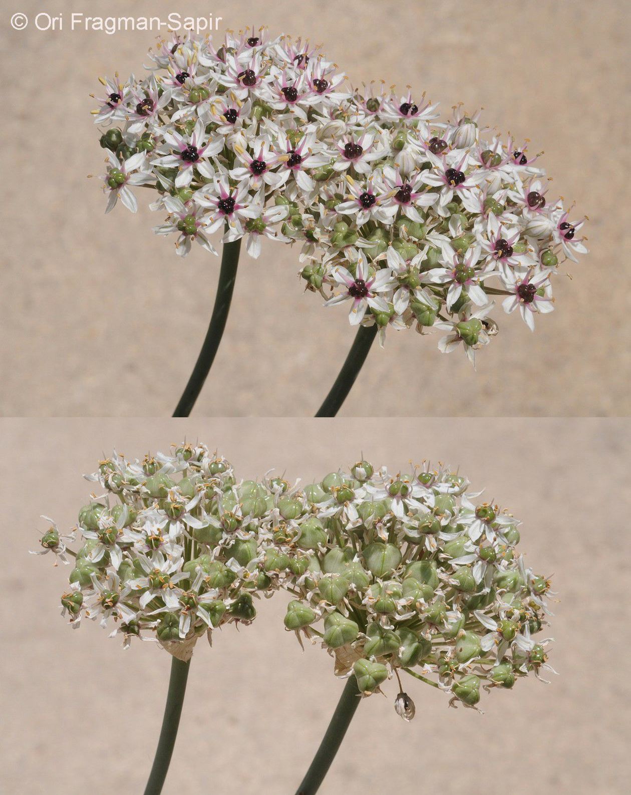 Allium basalticum - שום שחור, שום שחור | The Jerusalem Botanical Gardens