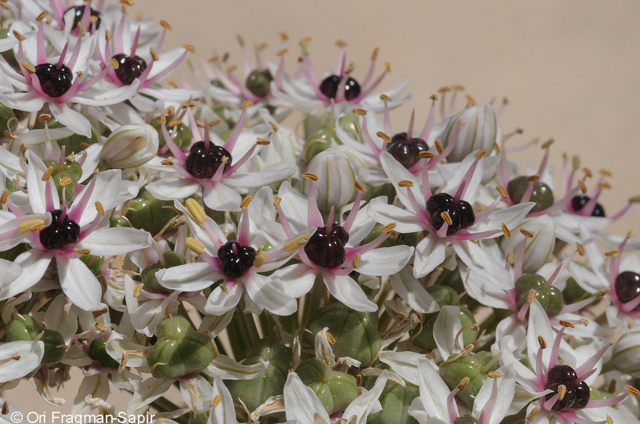 Allium basalticum - שום שחור, שום שחור | The Jerusalem Botanical Gardens