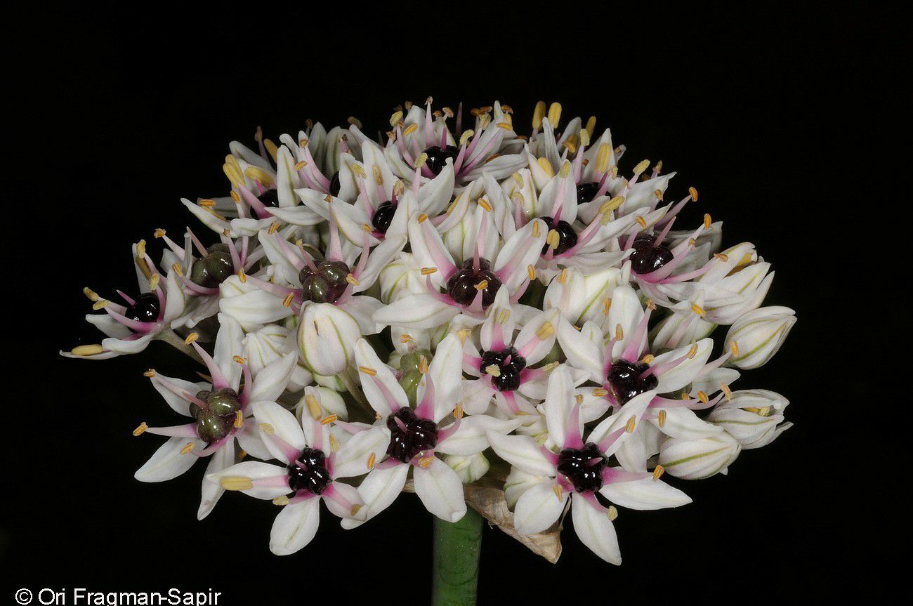 Allium basalticum - שום שחור, שום שחור | The Jerusalem Botanical Gardens