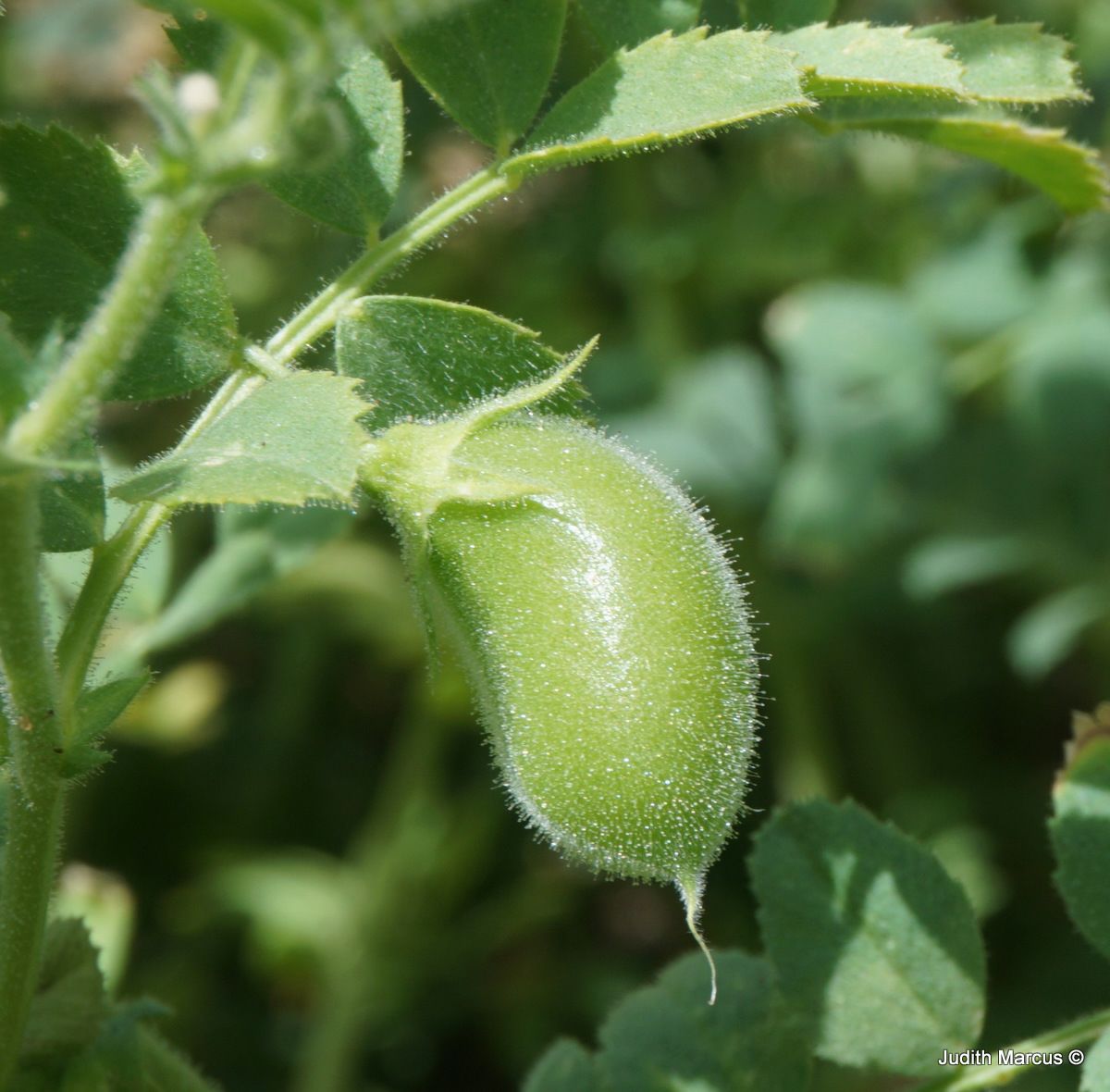 Cicer arietinum - Ceci Bean, Garbanzo Bean, Chana, Sanagalu Indian Pea ...