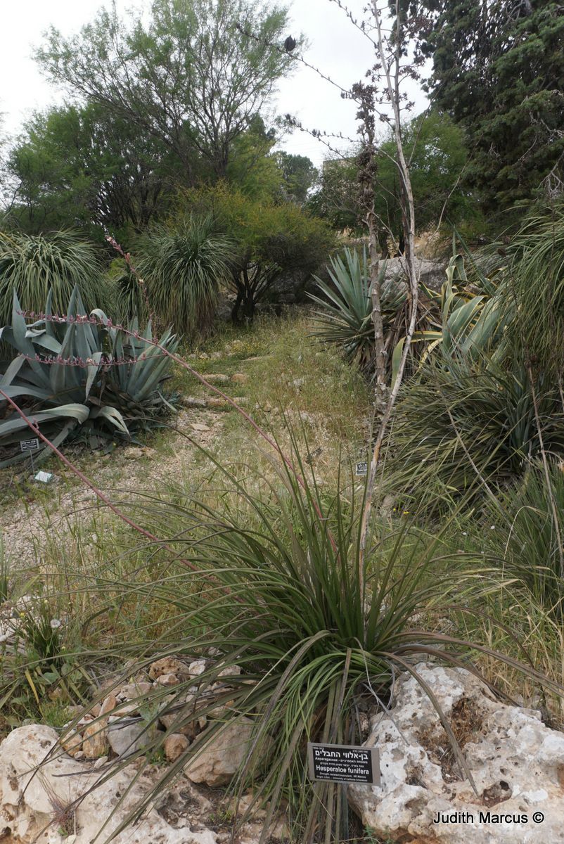 Hesperaloe funifera - בן-אלווי החבלים, New Mexico False Yucca | The ...