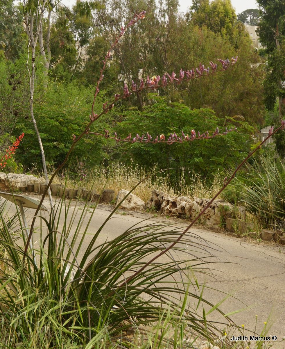 Hesperaloe funifera - New Mexico False Yucca, Giant Hesperaloe, בן ...