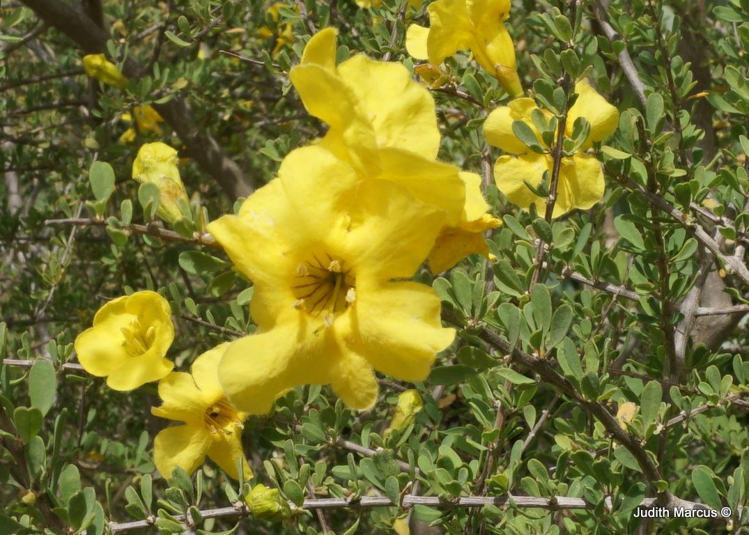 Rhigozum obovatum - Yellow Pomegranate, ריגוזום ביצני, ריגוזום ביצני ...