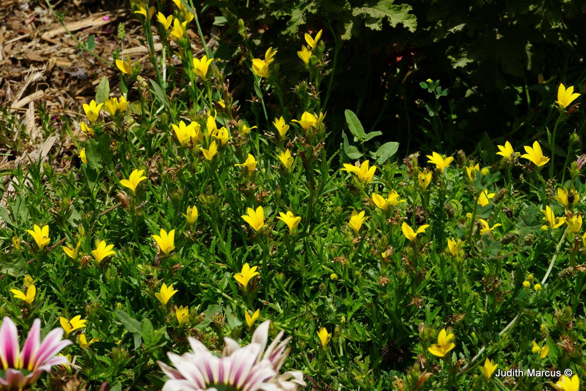 Monopsis lutea - מונופסיס צהוב, Gold Lobelia, Yellow Lobelia, מונופסיס ...