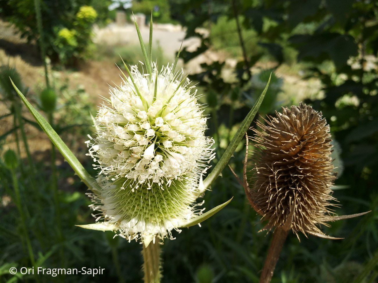 Dipsacus laciniatus - Cut-leaved Teasel, Cutleaf Teasel, קרד שסוע, קרד ...