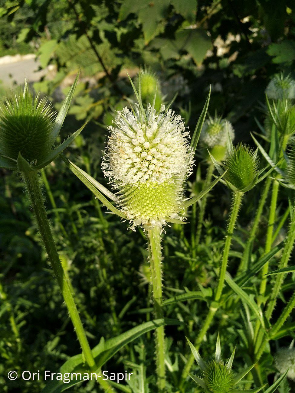 Dipsacus laciniatus - Cut-leaved Teasel, Cutleaf Teasel, קרד שסוע, קרד ...