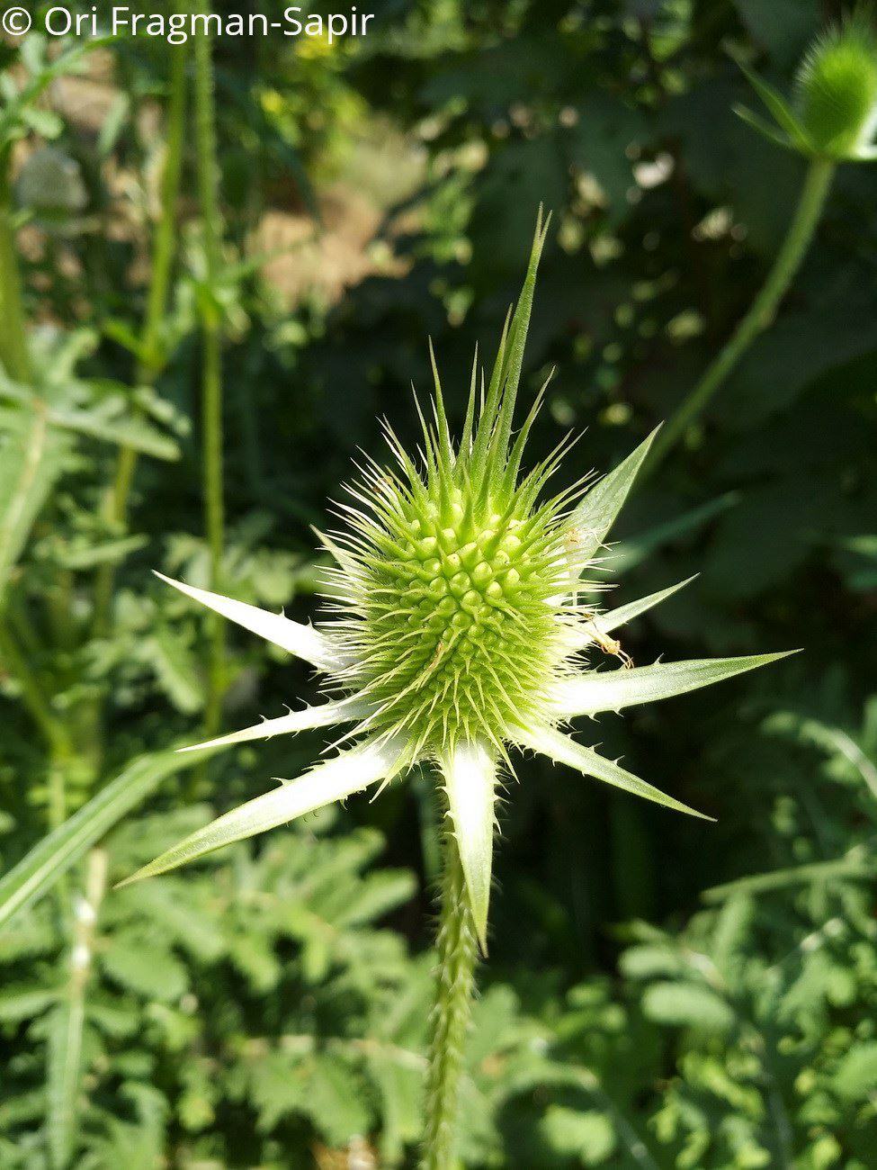 Dipsacus laciniatus - Cut-leaved Teasel, Cutleaf Teasel, קרד שסוע, קרד ...