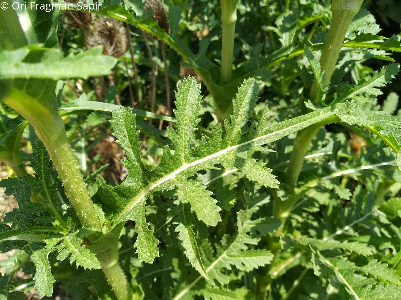 Dipsacus laciniatus - Cut-leaved Teasel, Cutleaf Teasel, קרד שסוע, קרד ...