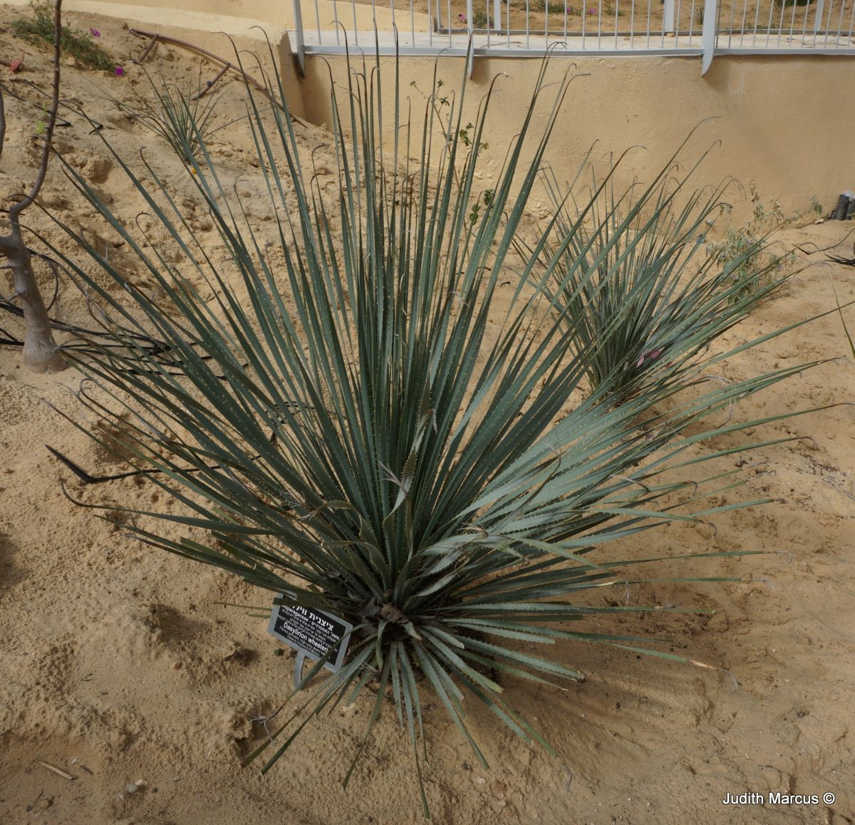Dasylirion wheeleri - ציצנית וילר, Desert Spoon, ציצנית וילר, Desert ...