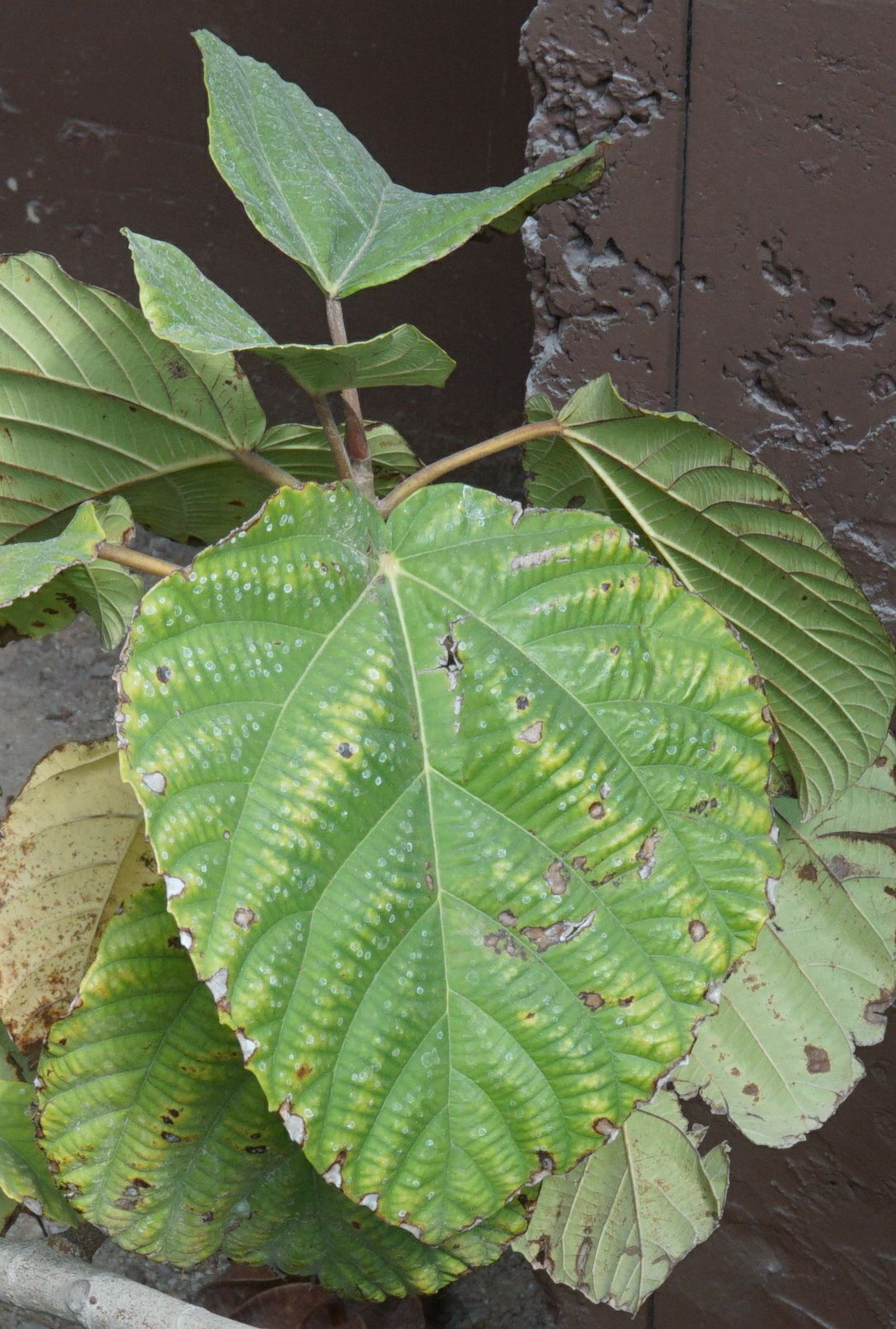 Ficus auriculata - פיקוס אוזני, Elephant Ear Fig Tree | The Jerusalem ...