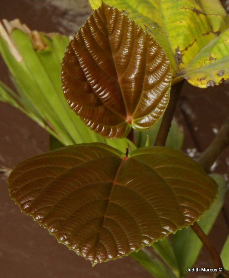 Ficus auriculata - Elephant Ear Fig Tree, Giant Indian Fig, פיקוס אוזני ...