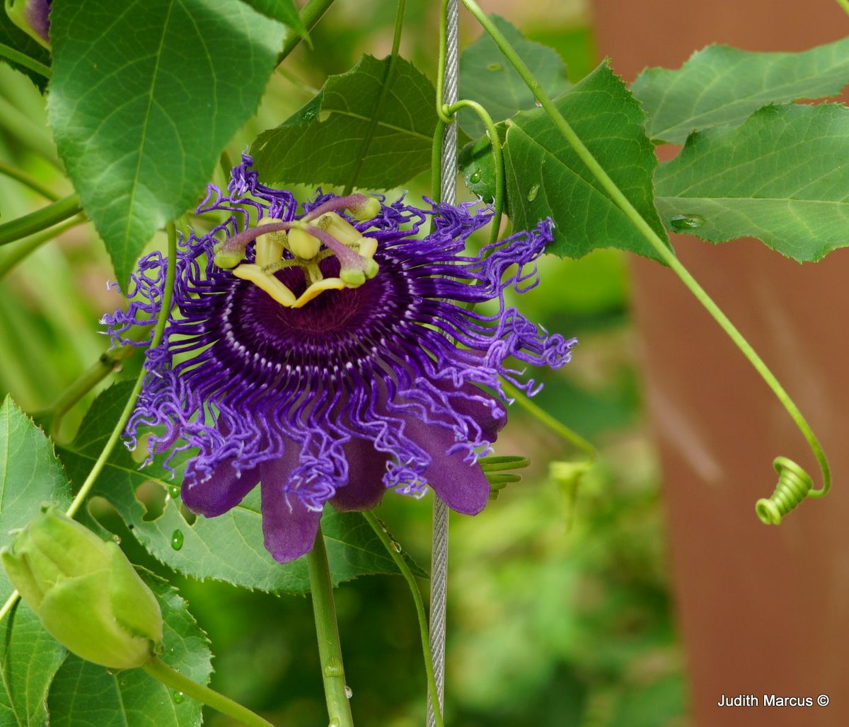 Passiflora cincinnata - שעונית מסולסלת, שעונית מסולסלת | The Jerusalem ...