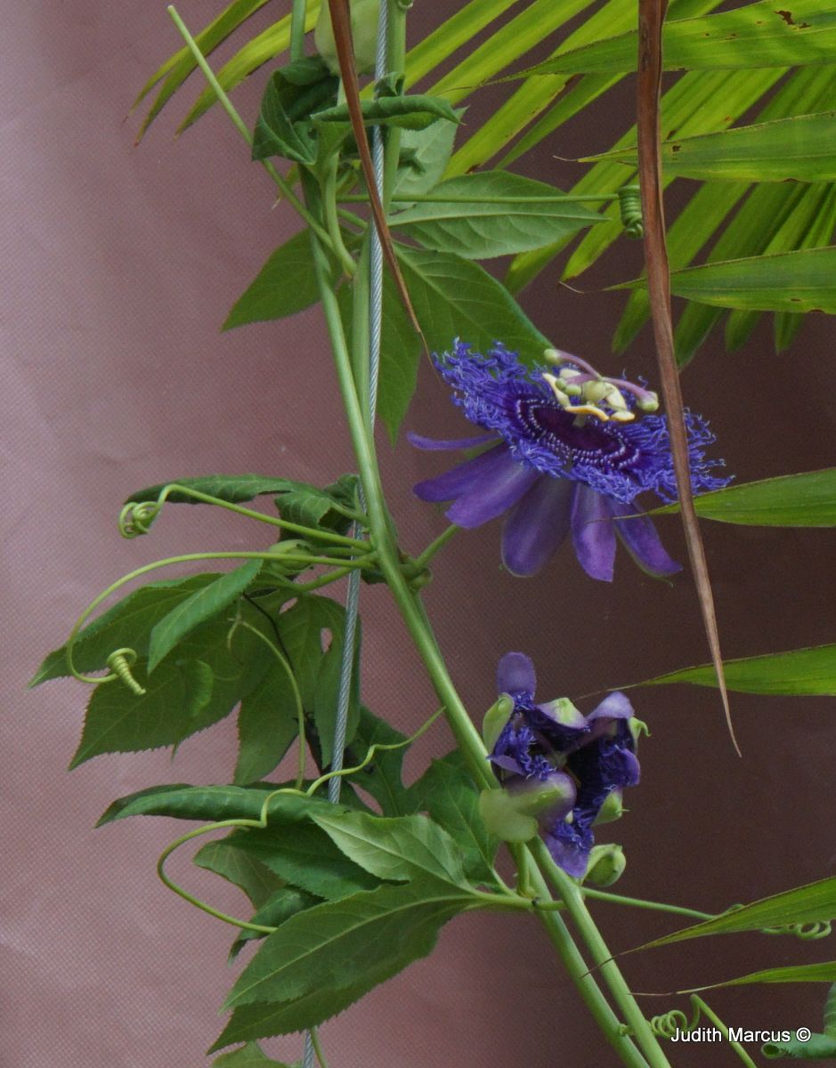 Passiflora cincinnata - שעונית מסולסלת, שעונית מסולסלת | The Jerusalem ...