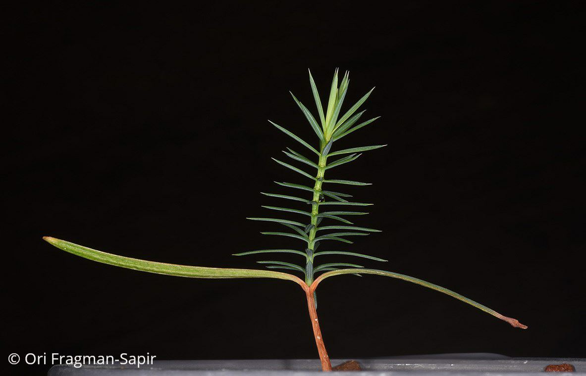 Juniperus drupacea - ערער גלעיני, Syrian Juniper, ערער גלעיני, ערער ...