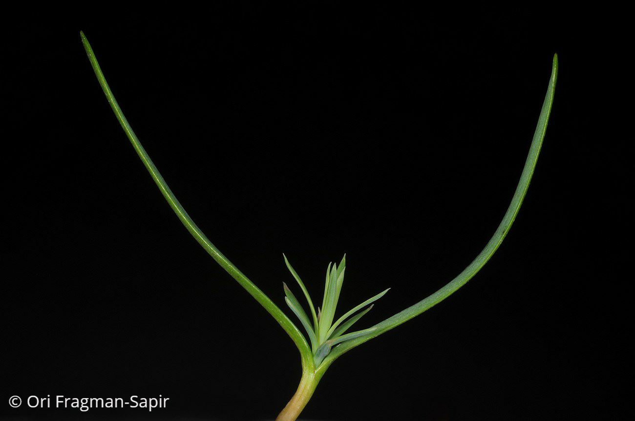 Juniperus drupacea - ערער גלעיני, Syrian Juniper, ערער גלעיני, ערער ...