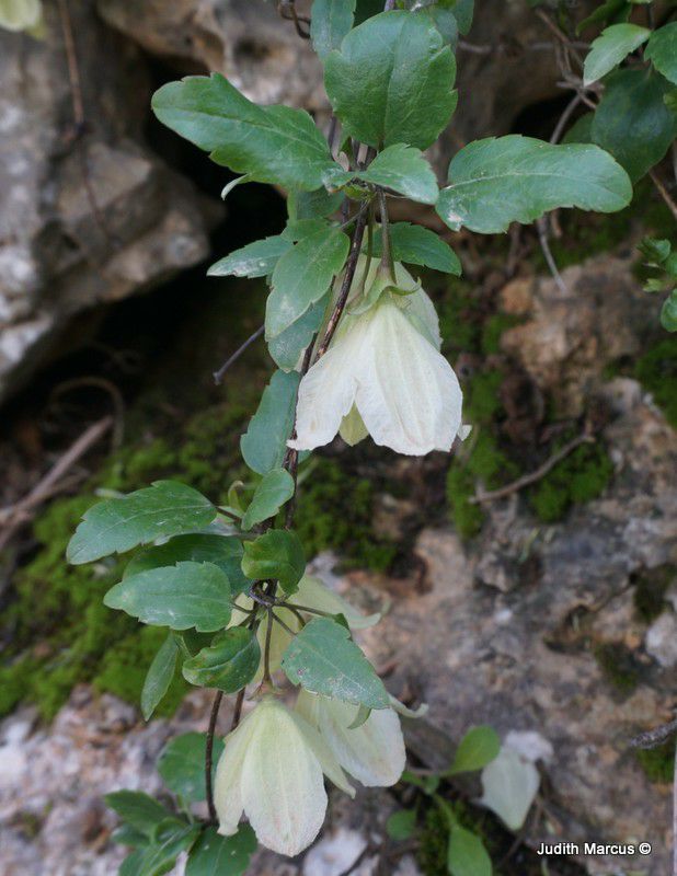 Clematis cirrhosa - Fern-leaved Clematis, Evergreen Virgin's Bower ...