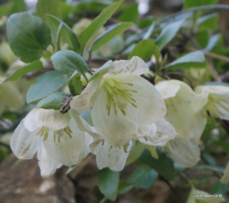 Clematis cirrhosa - Fern-leaved Clematis, Evergreen Virgin's Bower ...