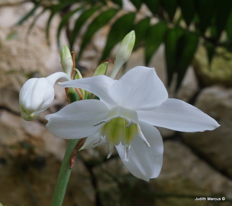 Eucharis × grandiflora - Amazon Lily, Eucharist Lily, Star of Bethlehem ...