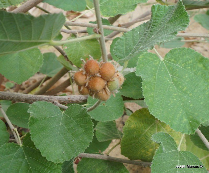Grewia villosa - Mallow Raisin, Mallow-leaved Ross Berry, Round Leaf ...