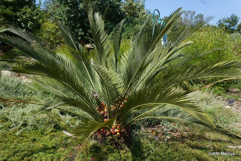 Macrozamia riedlei - מקרוזמיית רידל, מקרוזמיית רידל | The Jerusalem ...