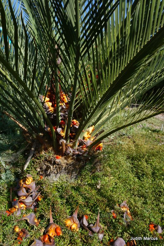 Macrozamia riedlei - מקרוזמיית רידל, מקרוזמיית רידל | The Jerusalem ...