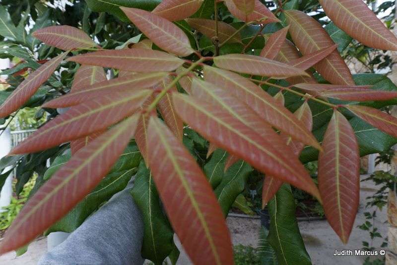 Sideroxylon capiri - Bully Tree, סידרוקסילון קפירי, סידרוקסילון קפירי ...