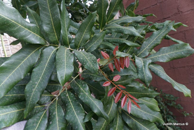 Sideroxylon capiri - Bully Tree, סידרוקסילון קפירי, סידרוקסילון קפירי ...